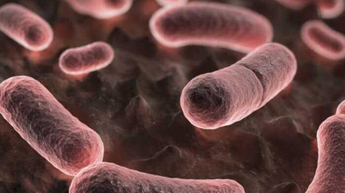 Veba salgını ne kadar sürmüştü, kaç kişi öldü? Kara Veba nedir?